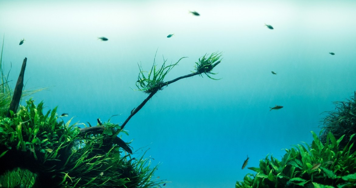 Posidonia Green Festival per un Futuro Sostenibile - Ecobnb