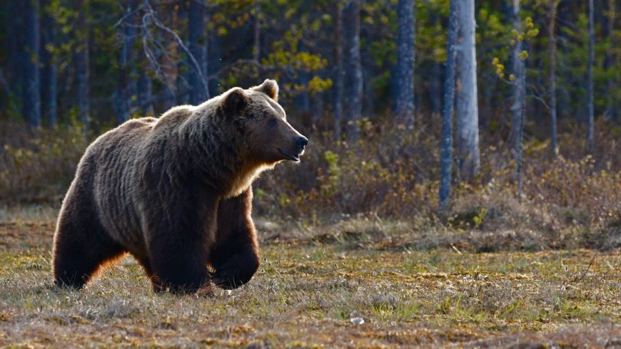 L’orso bruno: conoscerlo, rispettarlo e amarlo - Ecobnb